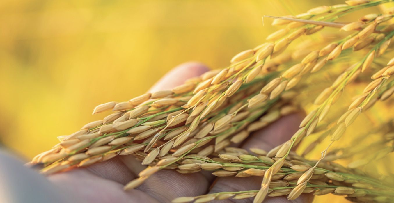 Prosequisa – Empresas Najri